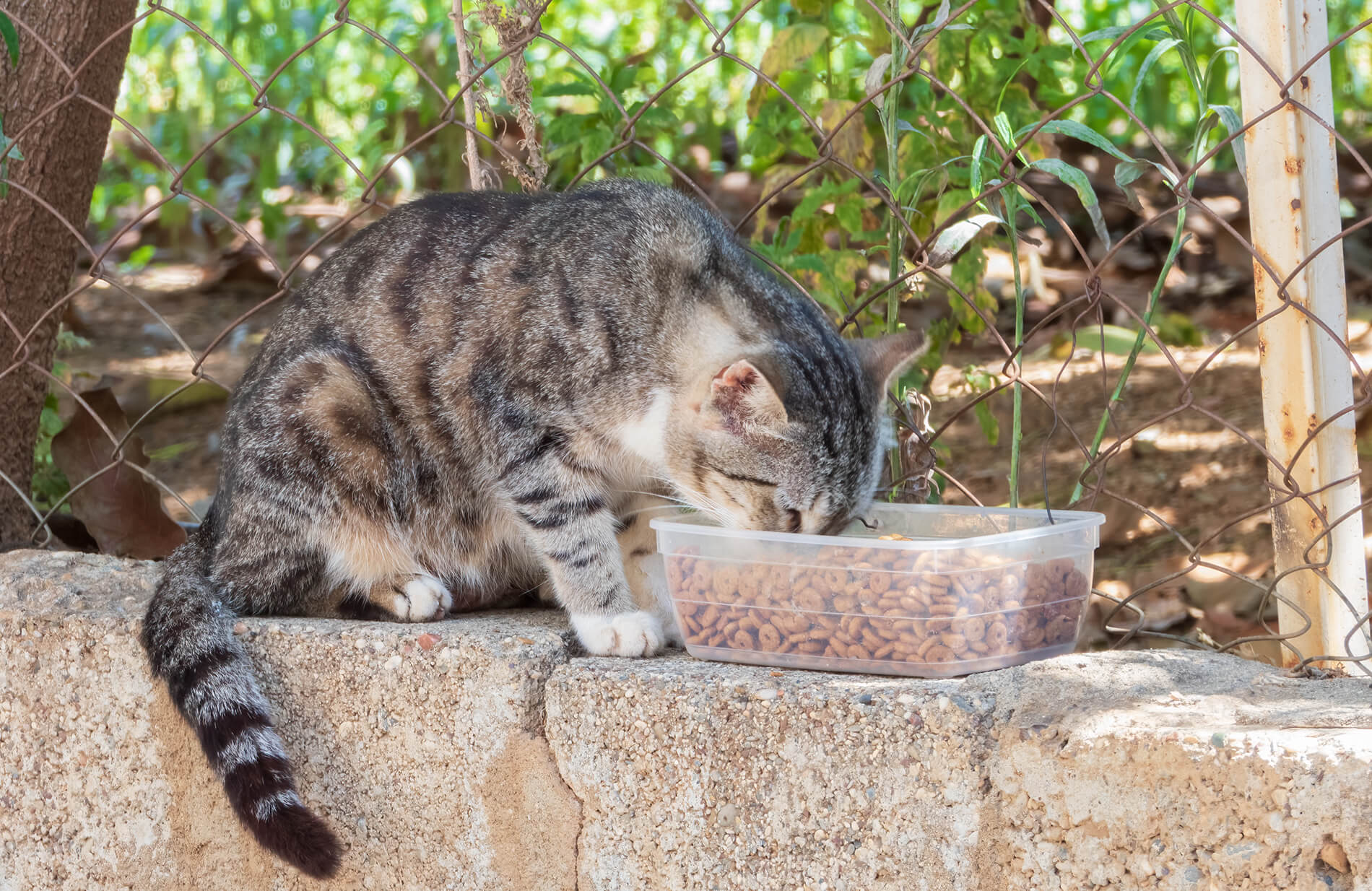Why is a Cattery Better Than a Pet Sitter? - Blackhills Boarding ...